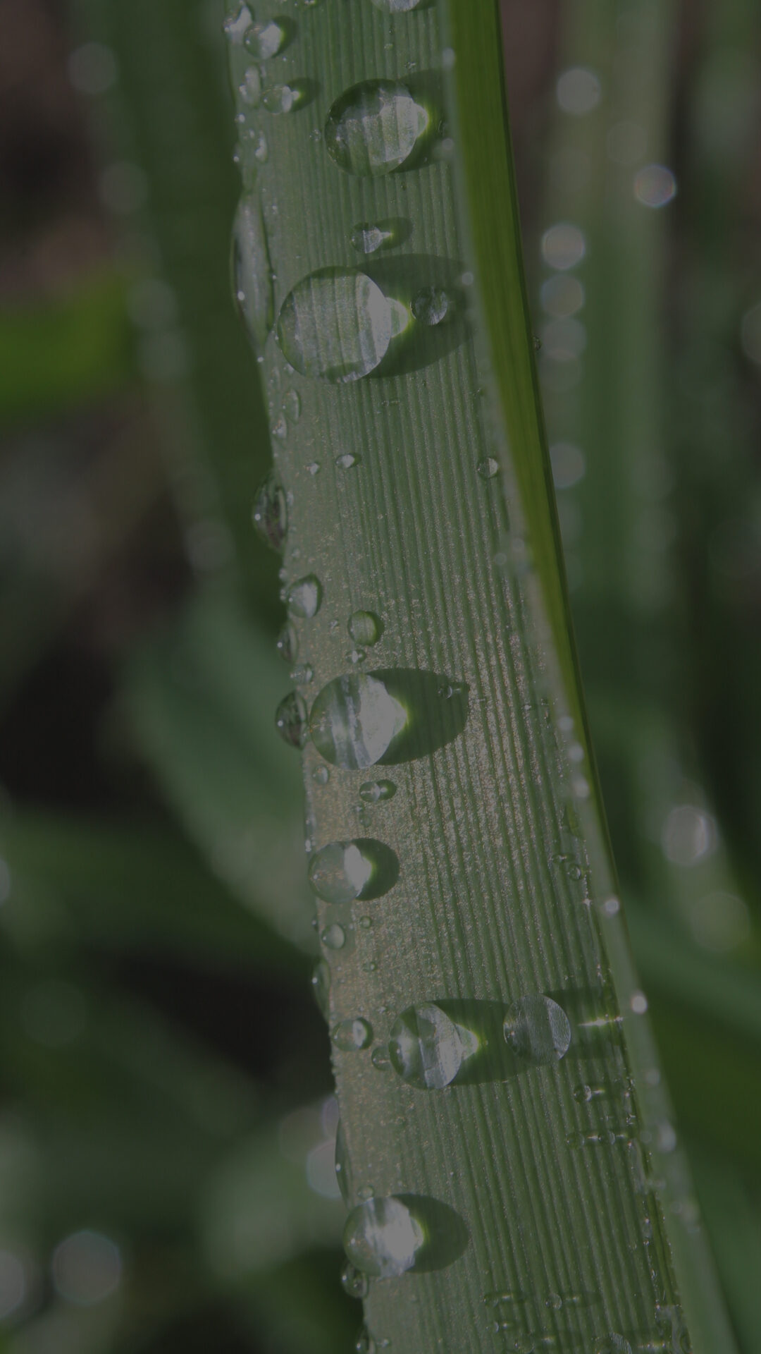 Colla digitale a base acqua Low Emission